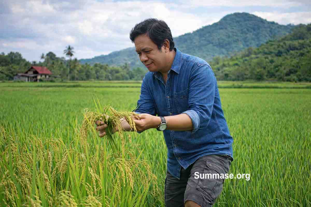 Jenis Bibit Padi Yang Bagus Dan Cepat Panen | Summase.Org